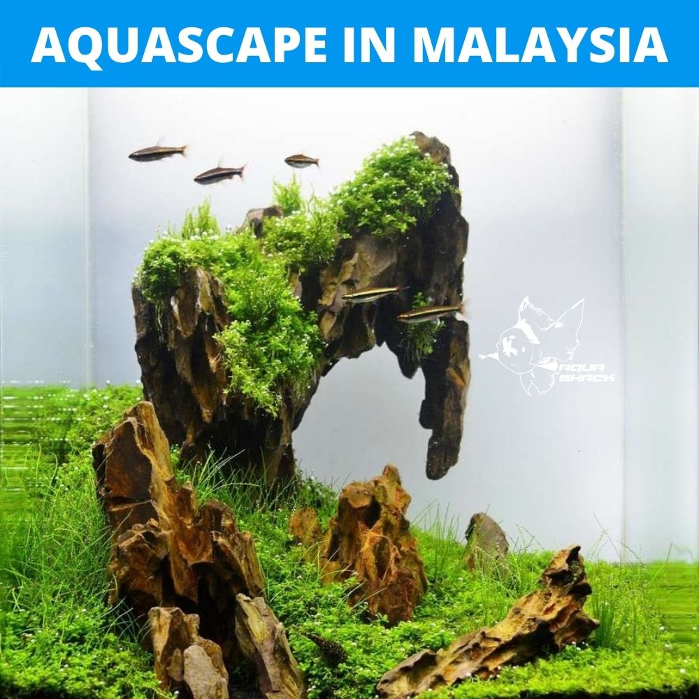 Beginner's Guide to Aquascape in Malaysia - Aqua Shack Malaysia